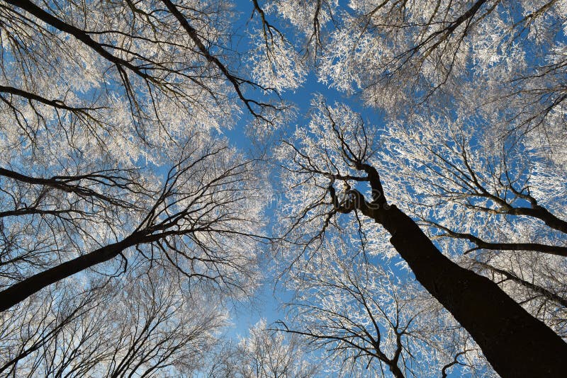 Forest stock image. Image of forest, tree, view, blue - 44100925