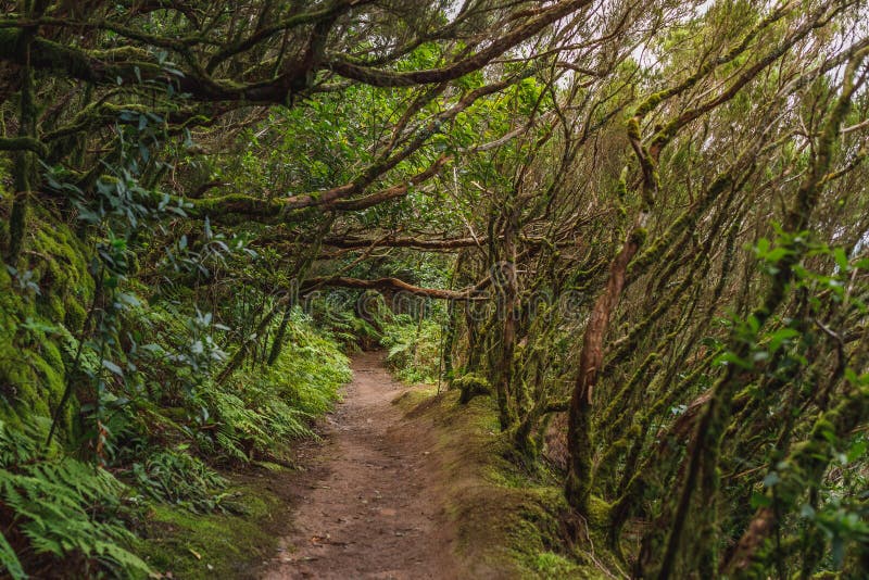 Forest in Anaga Rural Park, Tenerife Stock Photo - Image of subtropic ...