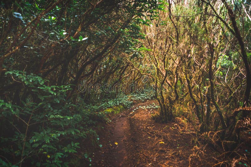 Forest in Anaga Rural Park, Tenerife Stock Image - Image of hiking ...