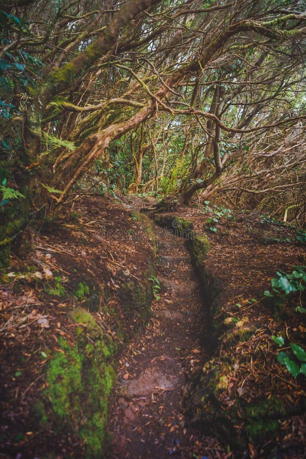 Forest in Anaga Rural Park, Tenerife Stock Photo - Image of environment ...