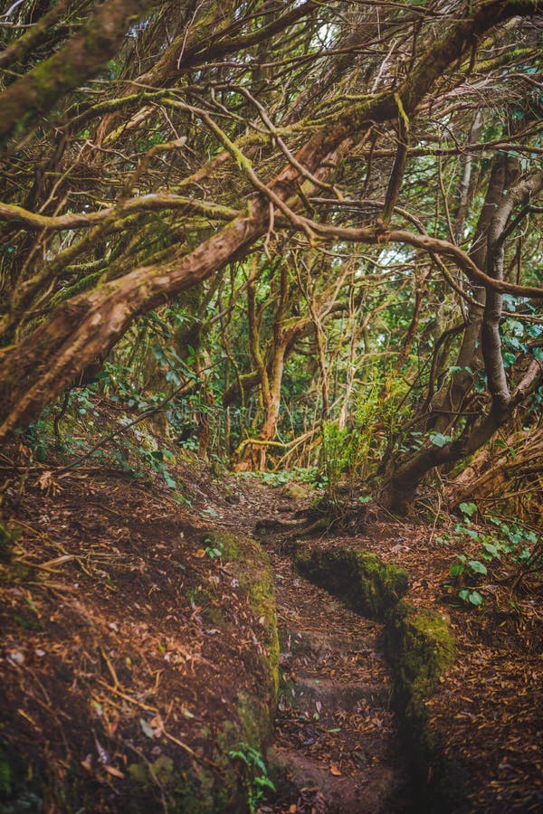 Forest in Anaga Rural Park, Tenerife Stock Photo - Image of evergreen ...