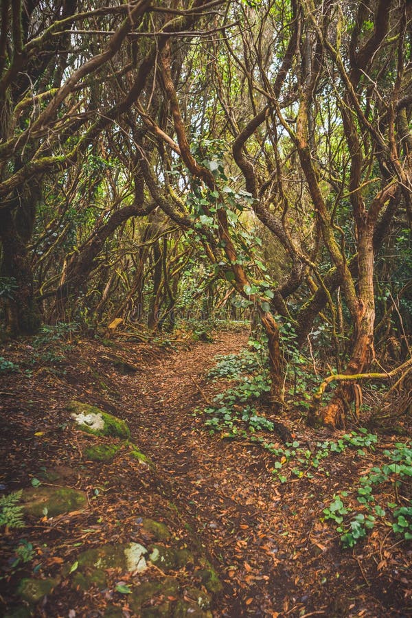 Forest in Anaga Rural Park, Tenerife Stock Photo - Image of rural ...