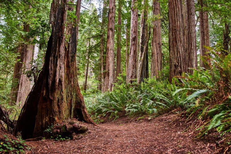 Hiking Path through the Redwood Forest Stock Photo - Image of peaceful ...