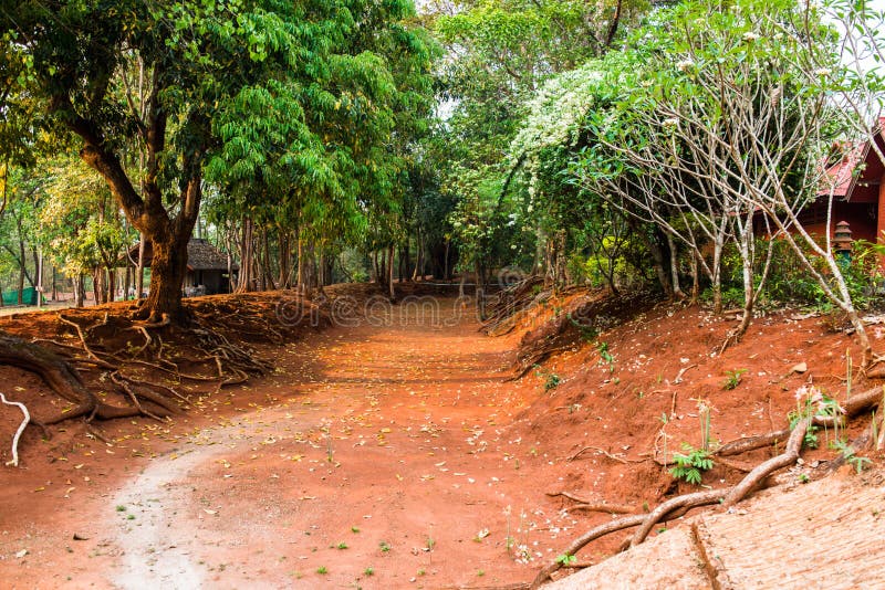 Forest of Ancient Wieng Kalong Moat Stock Image - Image of garden, leaf ...
