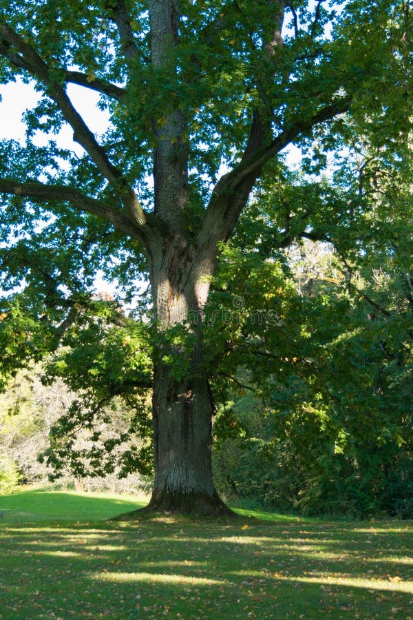 Forest of Ancient Wise, Solid, Old Oak Stock Image - Image of reserve ...