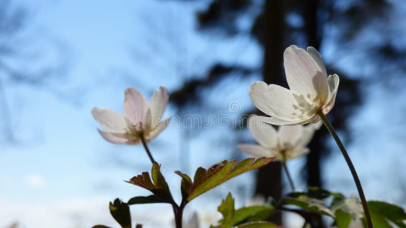 Forest anemon close up stock photo. Image of anemon, macro - 91595692
