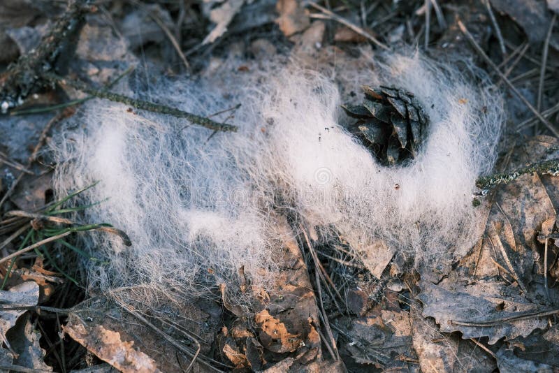 Forest Animal Fluff. Torn Eaten Animal in the Forest Stock Image ...
