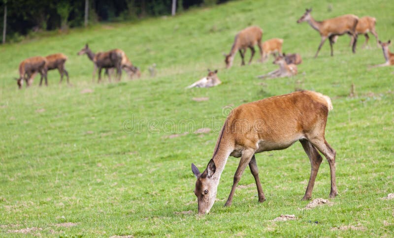 Forest Animal, Styria, Austria Stock Image - Image of natural ...