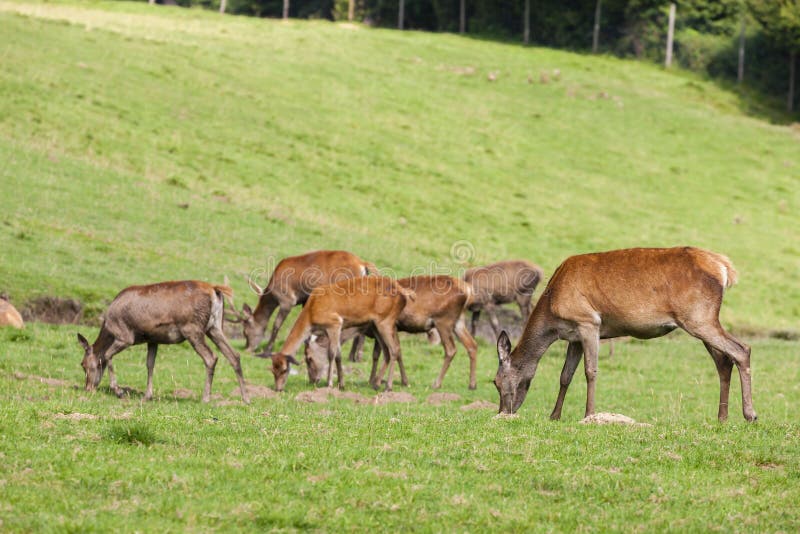 Forest Animal in Styria, Austria Stock Image - Image of austria ...