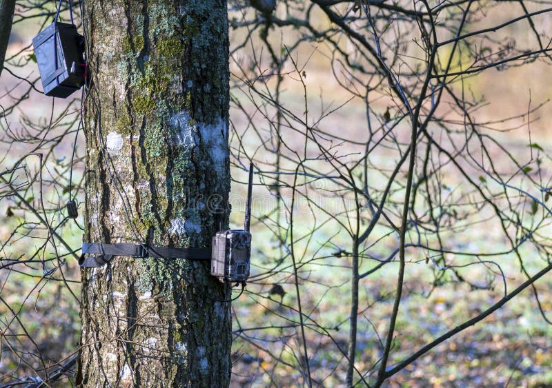 Forest Animal Tracking Motion Camera Attached Outdoors To the Tree ...