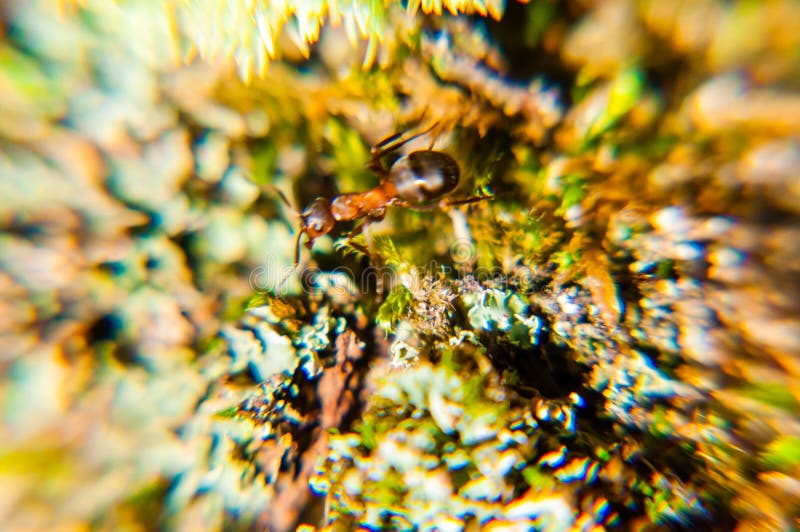 Forest Ant in Action Motion on Mossy Ground Surface Stock Photo - Image ...
