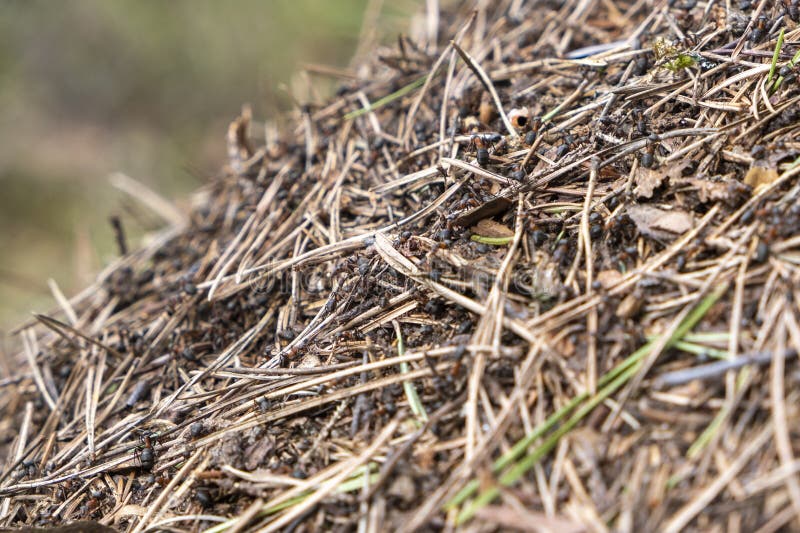 Forest anthill macro stock image. Image of sunny, moving - 276747085