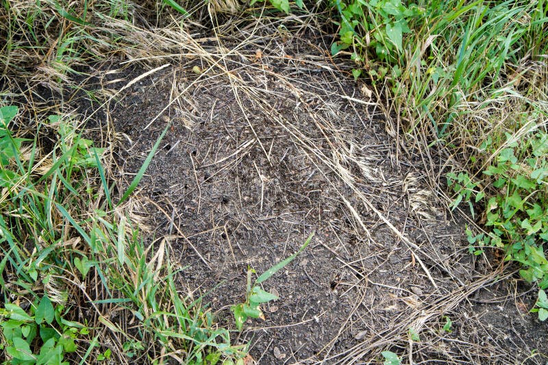 Forest Anthill in the Wild. Stock Image - Image of forest, animal ...