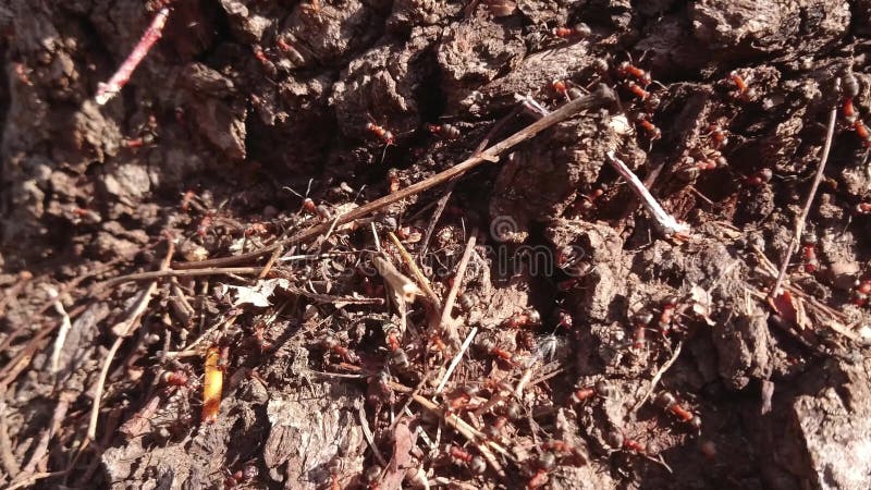 Forest Ants Crawling on the Trunk of an Old Tree Stock Video - Video of ...