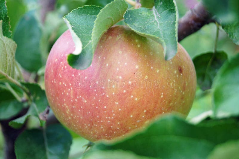 Forest Apple on a branch. stock photo. Image of rose - 170627946