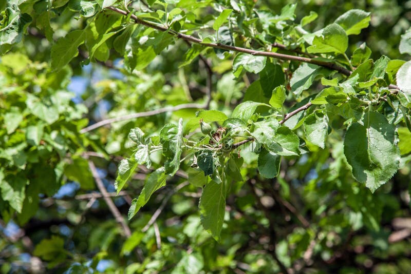 Forest Apples on a Tree Branch Stock Image - Image of spring, woods ...