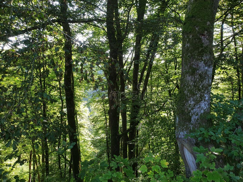 Forest in the Ardennes Belgium Stock Image - Image of ardennes, belgium ...