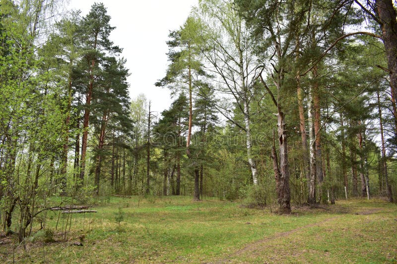 The Forest Area. Birch Grove. Pine Forest. Coniferous Trees. Green ...