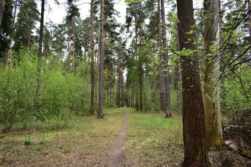 The Forest Area. Birch Grove. Pine Forest. Coniferous Trees. Green ...
