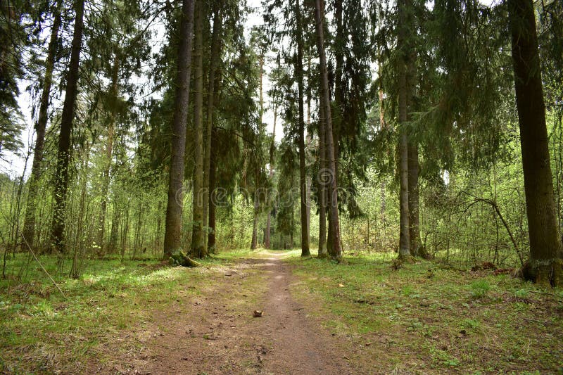 The Forest Area. Birch Grove. Pine Forest. Coniferous Trees. Green ...