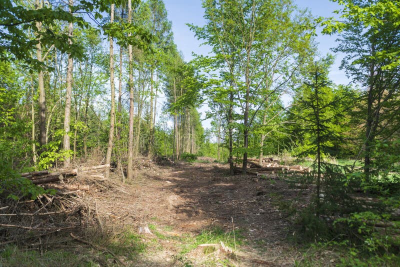Forest Area Cleared after Bark Beetle Infestation and Drought Stock ...