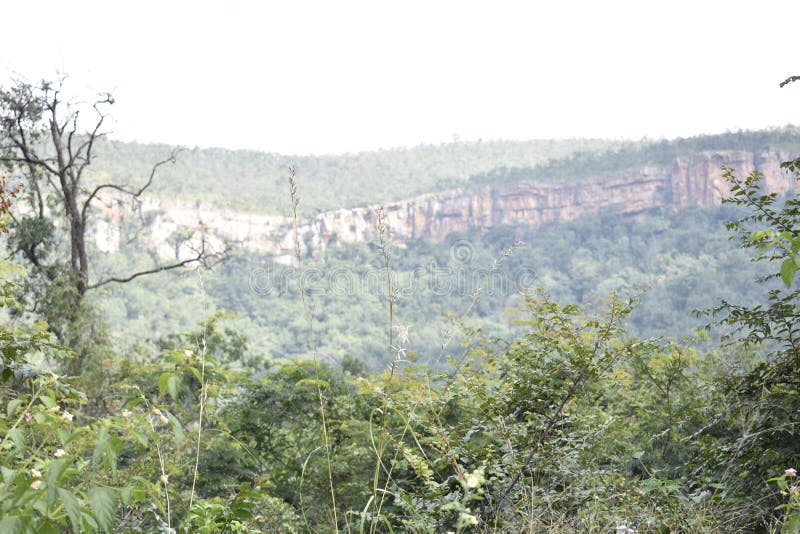 Jungle Forest Area in Country of Nature Stock Photo - Image of bigtrees ...