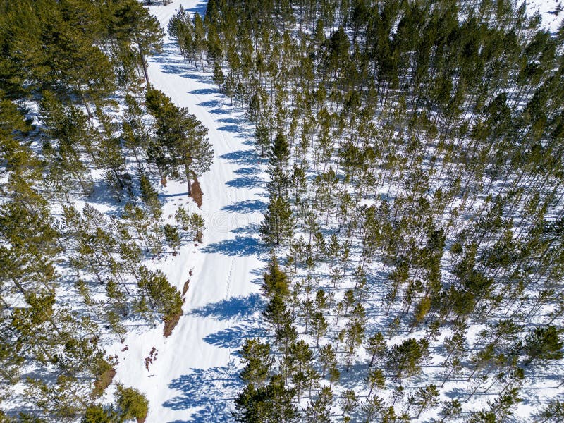Forest Area with Dense Pine Trees and Shadows of Trees Stock Photo ...