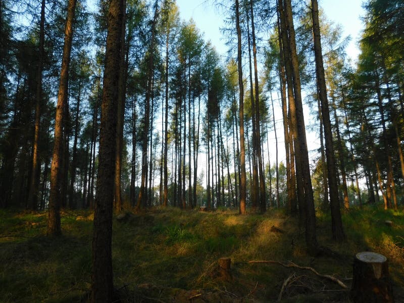 Les forest nature stock image. Image of ecosystem, nature - 159188043