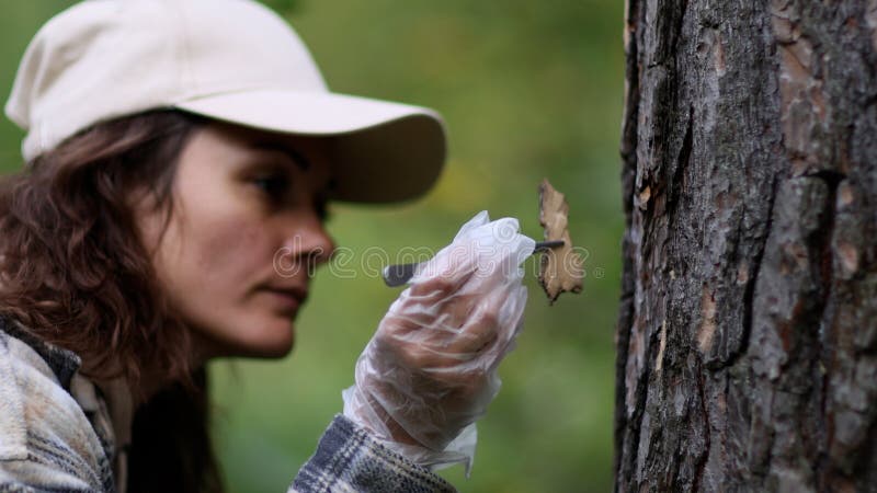 In a Forest Area, an Ecologist Takes Plant Samples and Puts Them in a ...