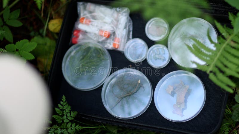 In a Forest Area, an Ecologist Takes Plant Samples and Puts Them in a ...