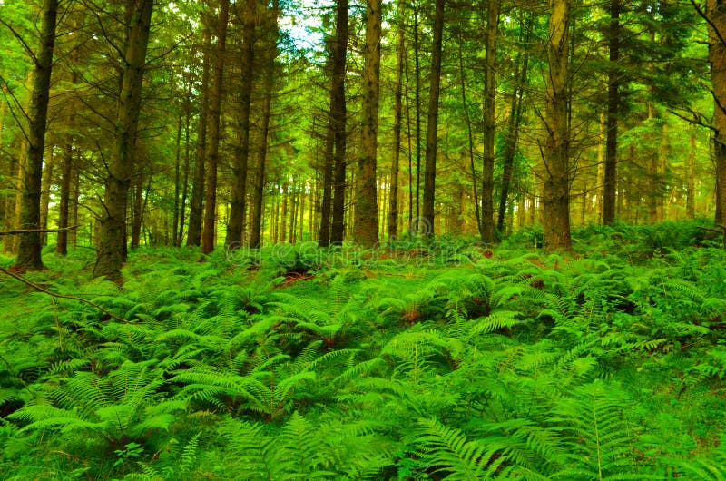 Forest Area Filled with Ferns Stock Image - Image of nature, forest ...