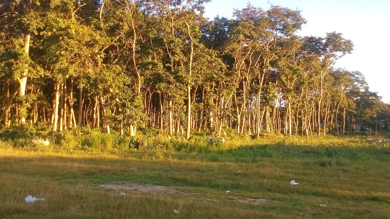 Forest area stock image. Image of covered, forest, area - 89975039