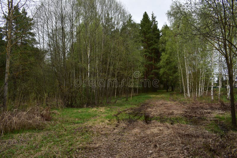 The Forest Area. Pine Forest. Coniferous Trees. Green Grass. the Sky ...