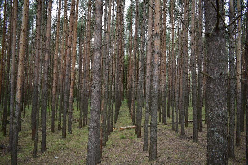 The Forest Area. Pine Forest. Coniferous Trees. Smooth Alleys. High ...