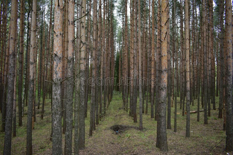 The Forest Area. Pine Forest. Coniferous Trees. Smooth Alleys. High ...