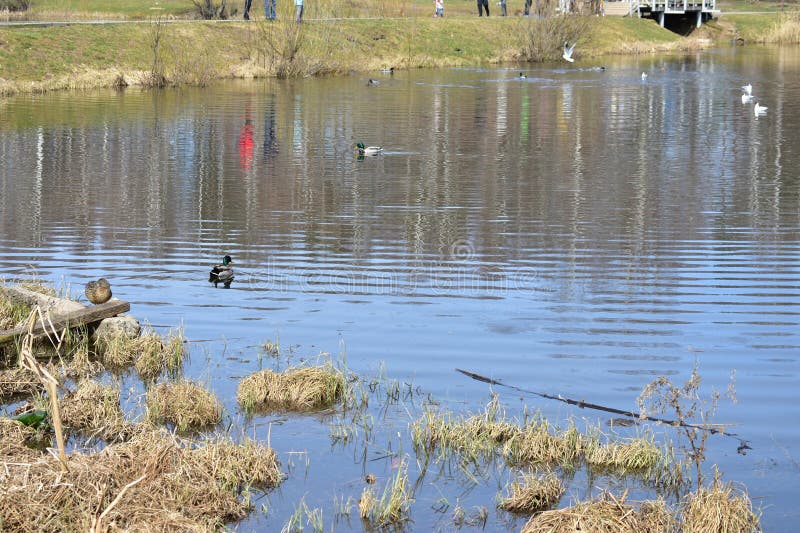 Forest Area. a Road in a Coniferous Forest. Moss. Tall Slender Pine ...