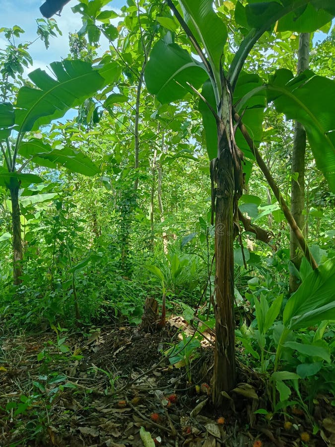 Forest area in Tamil Nadu stock image. Image of high - 165509597