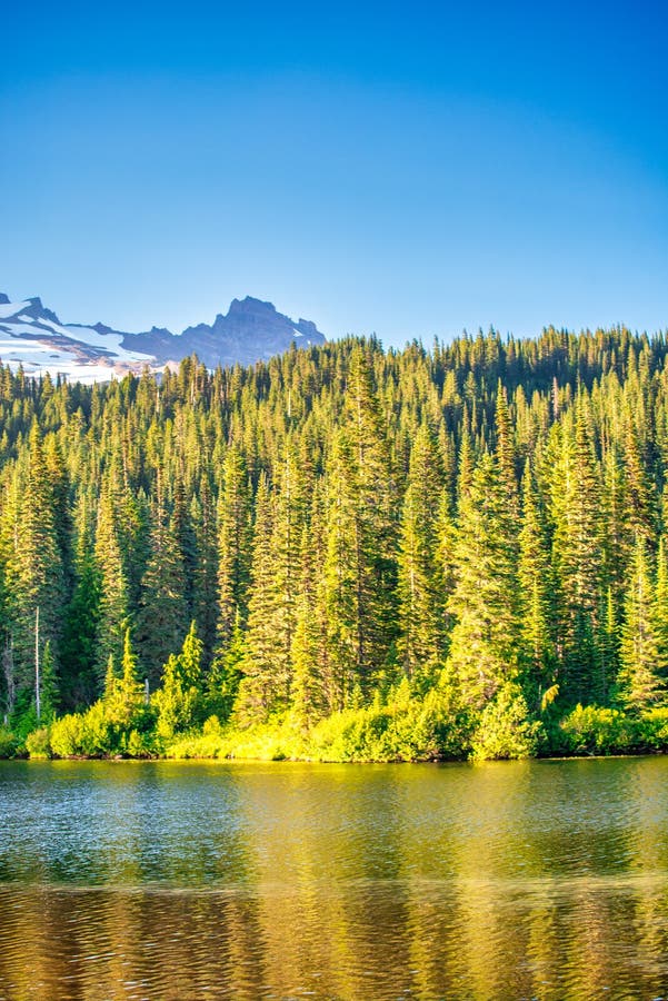 Forest Around Mount Rainier in Summer Season Stock Image - Image of ...