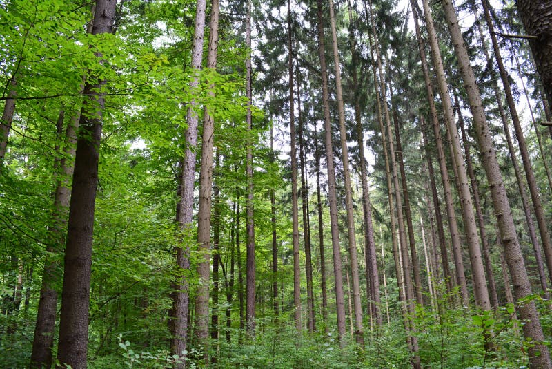Forest in August stock photo. Image of straight, august - 44102784