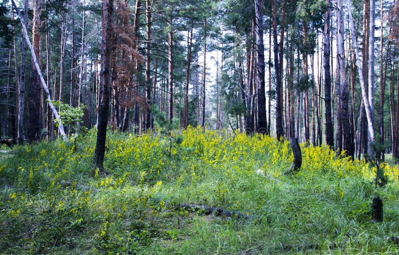 Beautiful Summer Landscape in the Forest Stock Image - Image of beauty ...