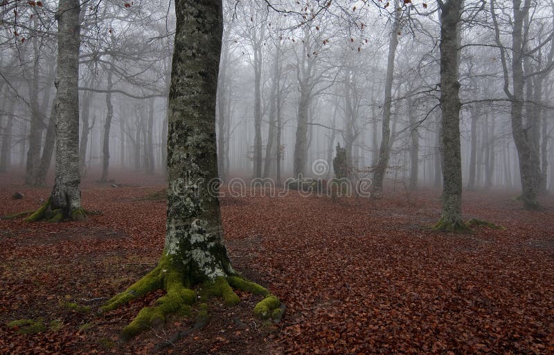 Scary Twisted Trees in Mysterious Haunted Forest with Fog Stock Image ...