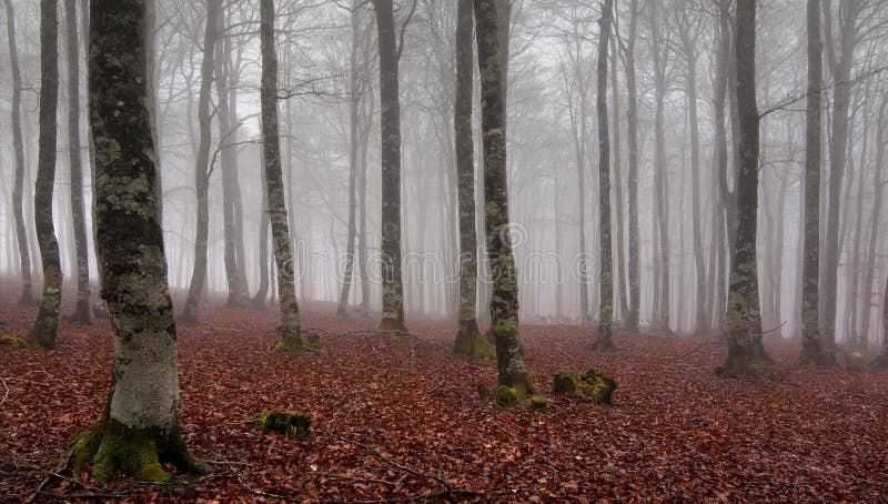 Misty forest in autumn stock image. Image of branch, silent - 17507463