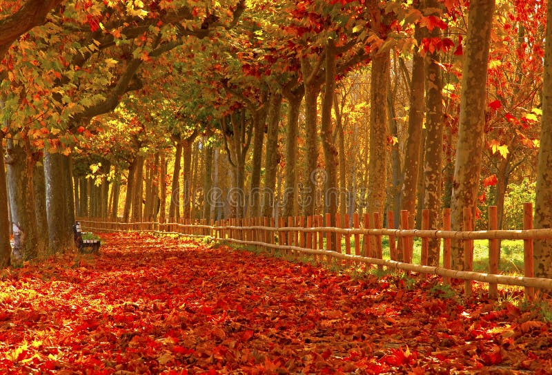 Red trees in the forest stock photo. Image of lake, forest - 41526168