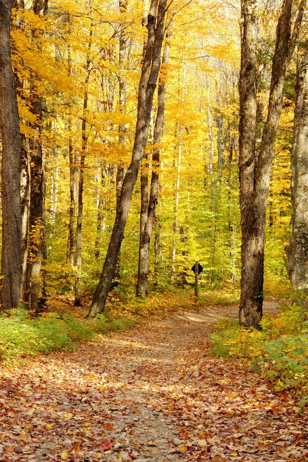 Fall forest path stock photo. Image of path, gold, outdoors - 6854378