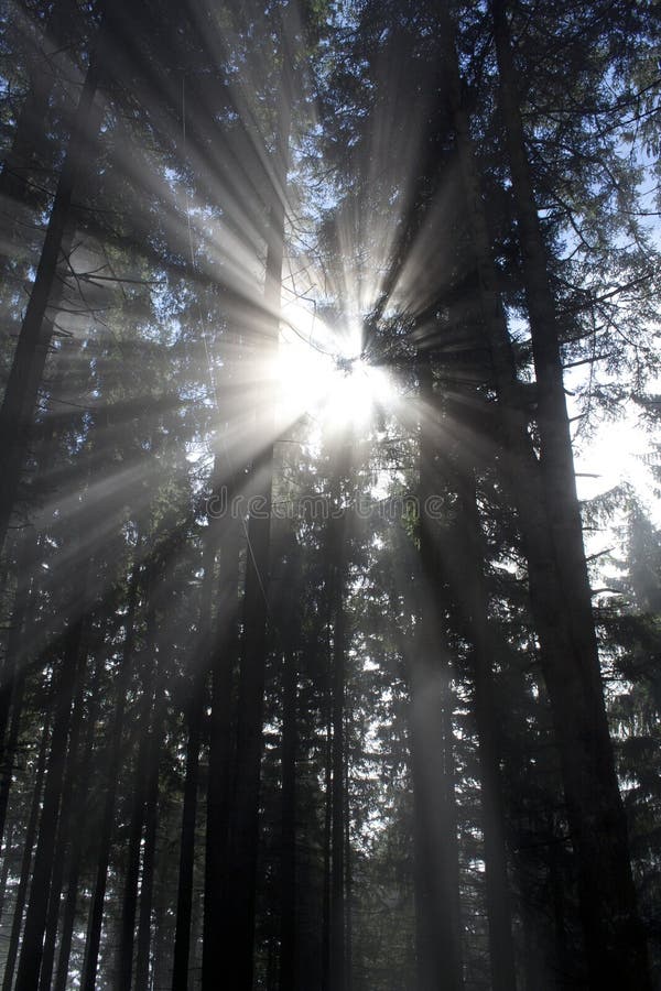 Sun rays in the woods stock photo. Image of warmth, sunshine - 2030948