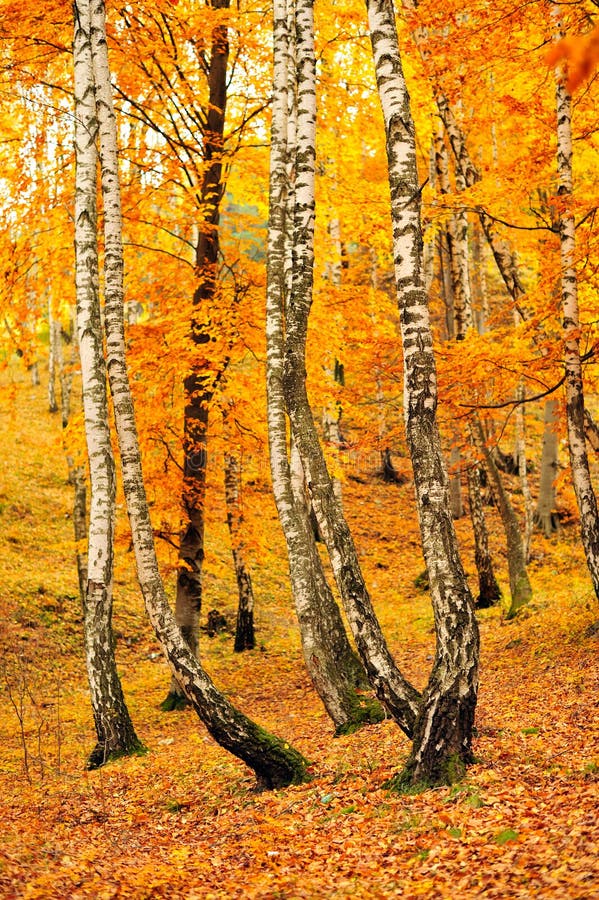 Forest of Pine, Aspen and Pine Trees in Fall Stock Photo - Image of ...