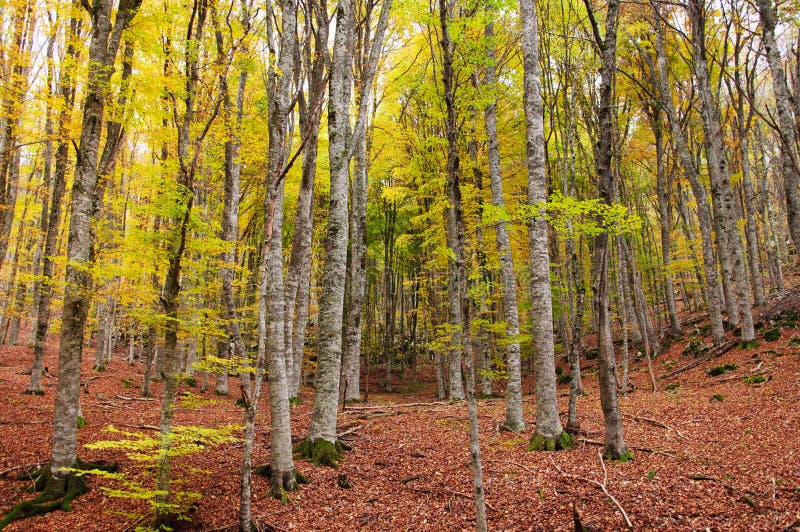 Autumn Forest Western NC Fall Foliage Trees Scenic Nature Photography ...