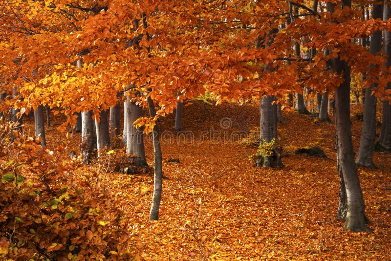 Forest during autumn stock image. Image of mist, magic - 44344859