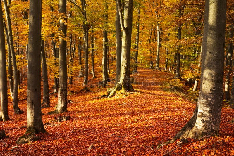 Forest during autumn stock photo. Image of magic, beam - 44344886