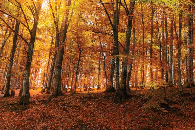 Park in Autumn Rain stock image. Image of landscapes - 61132931